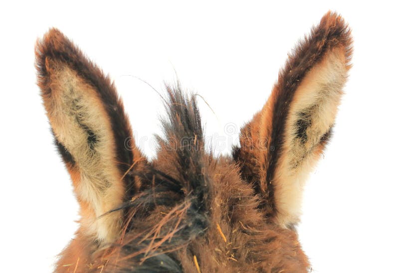 124 Donkey Back View Stock Photos - Free & Royalty-Free Stock Photos ...