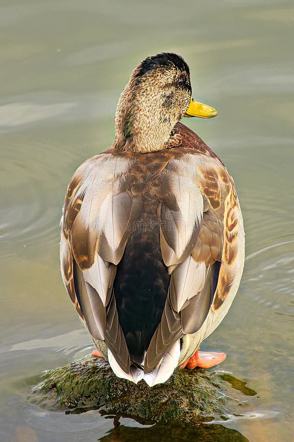 The Back of Juvenile Male Duck Starting To Molt Stock Photo - Image of ...