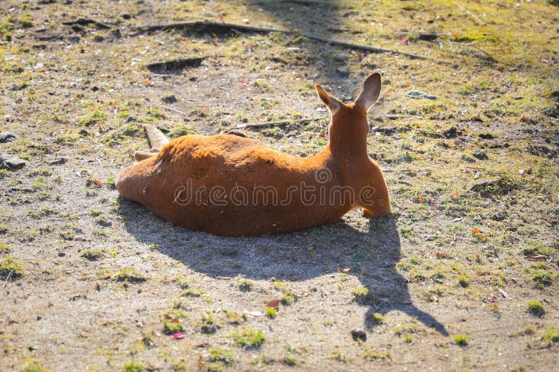 Back of a Kangaroo in Zoo stock image. Image of outback - 177780803