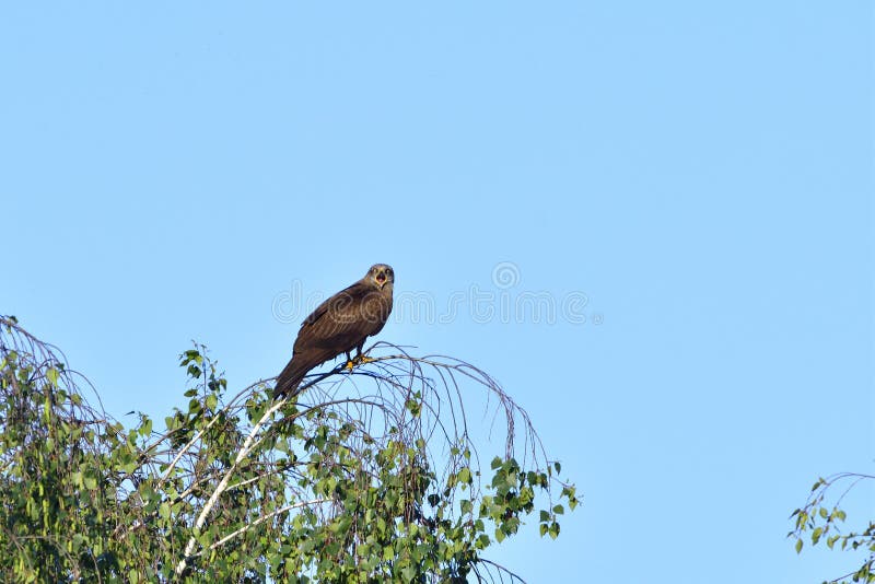 Back kite on a tree stock photo. Image of isolated, background - 200531430