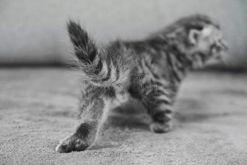 Back of the Kitten, Tail, Fanny and Paws. the Kitten Leaves Stock Photo ...