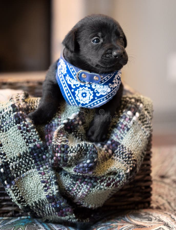 Black lab puppy stock photo. Image of retriever, doggy - 118835934