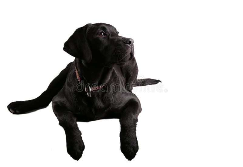 Back Labrador Retriever Puppy Stock Photo - Image of breeding, back ...