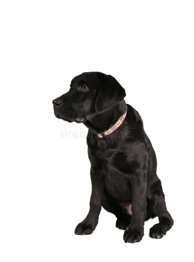 Back Labrador Retriever Puppy Stock Photo - Image of companion ...