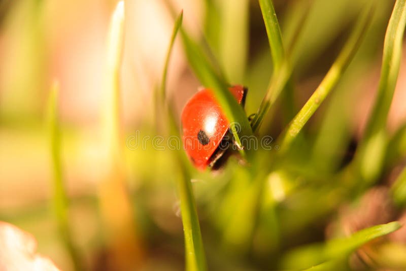 Back of a Ladybug in the Grass Stock Photo - Image of petal ...