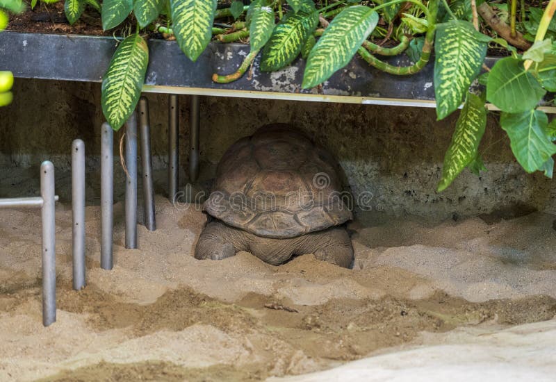 The Back of a Large Land Turtle Stock Photo - Image of rural, wallpaper ...