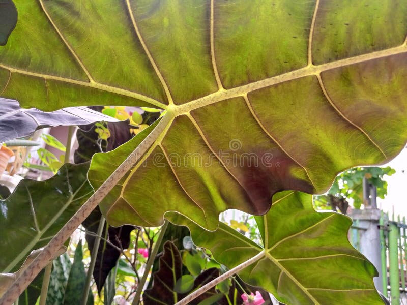 The Back of the Leaves of a Kind of Ornamental Plant Taro Stock Image ...
