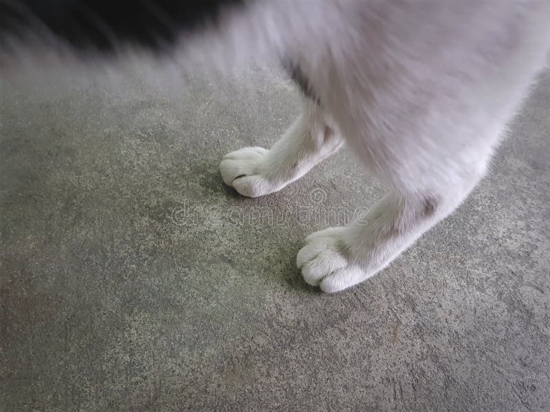 583 Cat Back Legs Stock Photos - Free & Royalty-Free Stock Photos from ...