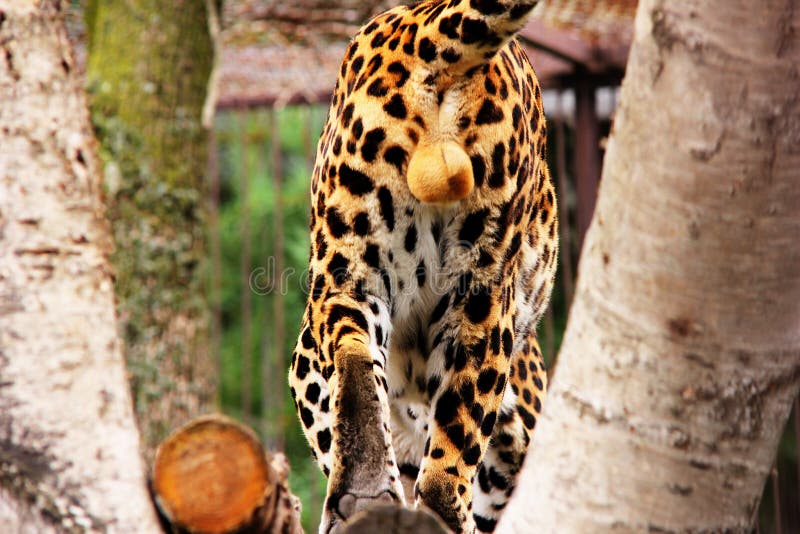 The Back of the Leopard. View Under the Tail Stock Photo - Image of ...