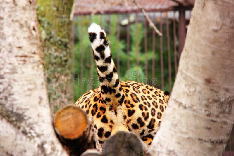 The Back of the Leopard. View Under the Tail Stock Photo - Image of ...