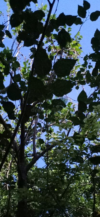 Back Light of Tree Ann Make the Shadow Stock Photo - Image of autumn ...