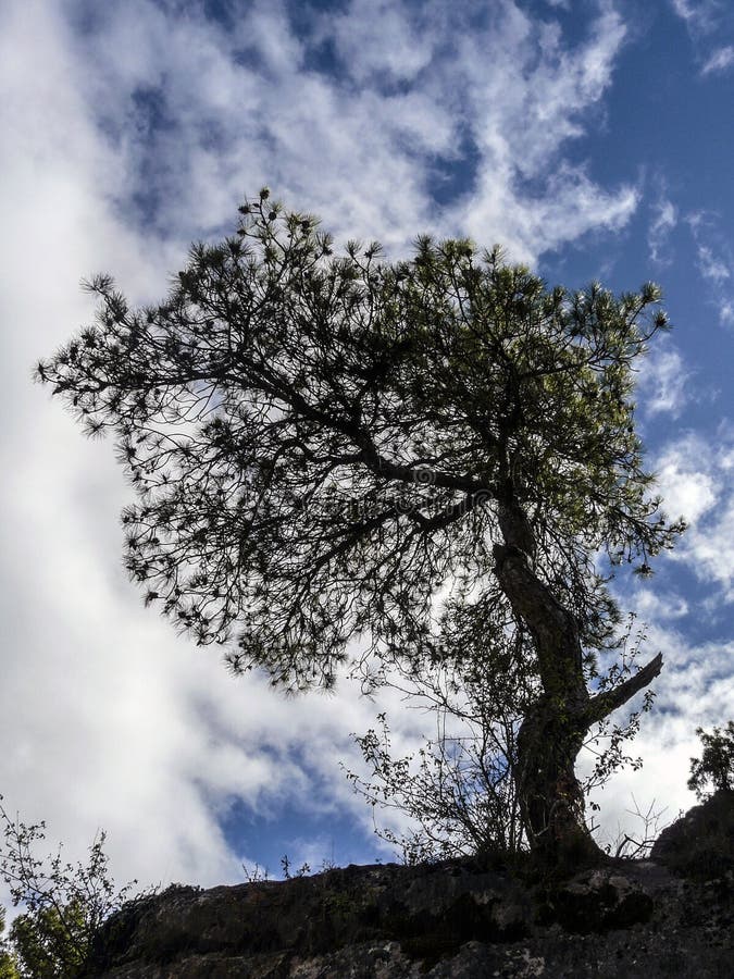 Back light of a tree stock image. Image of suicide, hope - 119512721