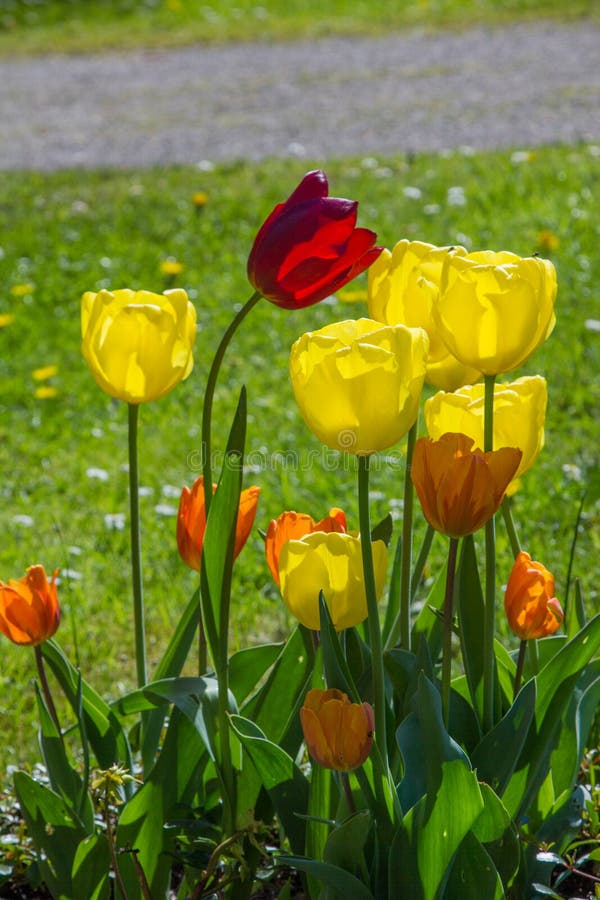Back Lighted Tulips in the Park Stock Image - Image of vivid, lighted ...