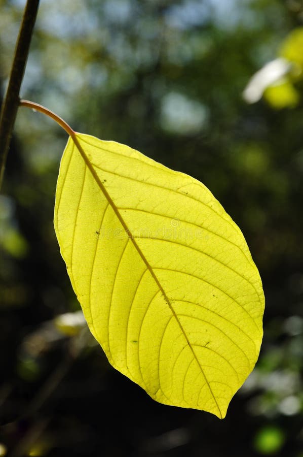 Back Lighting on Leaf stock image. Image of nature, back - 14221897