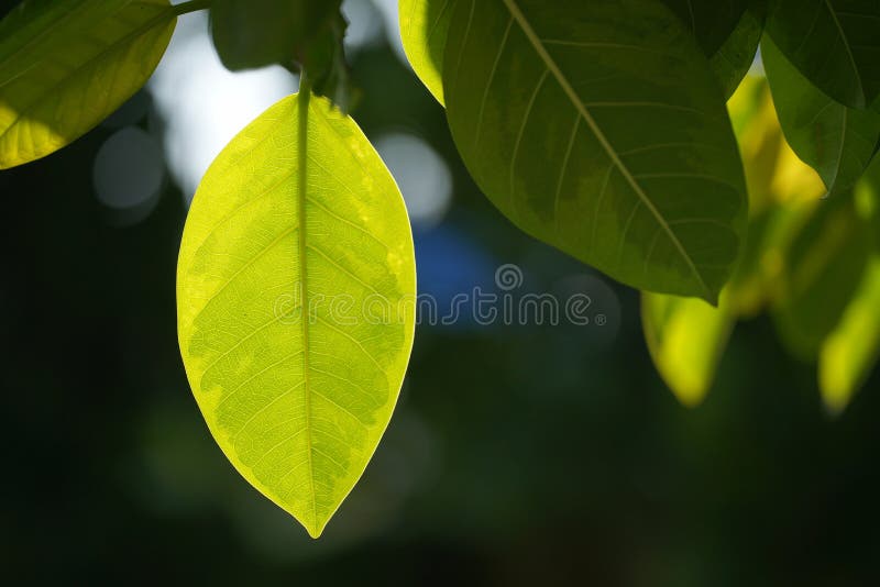 Back lighting leaves. stock image. Image of bigleaf, banyan - 90440049