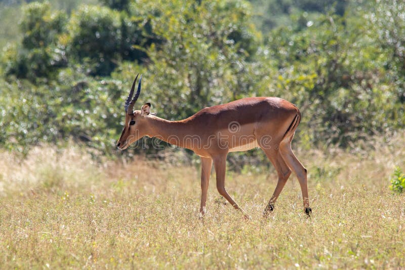 Back Lighting on a Young Impala Ram Stock Photo - Image of travel, road ...