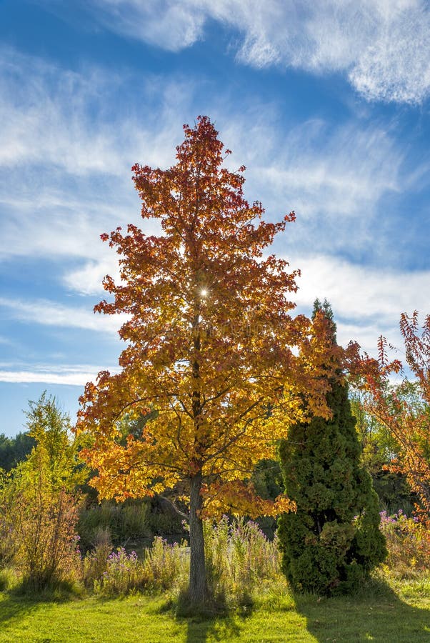 Back Lit Autumn Tree in a Park Stock Photo - Image of fall, tree: 26515468