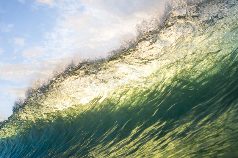 Back lit beauty stock image. Image of nature, black, wildlife - 70162647