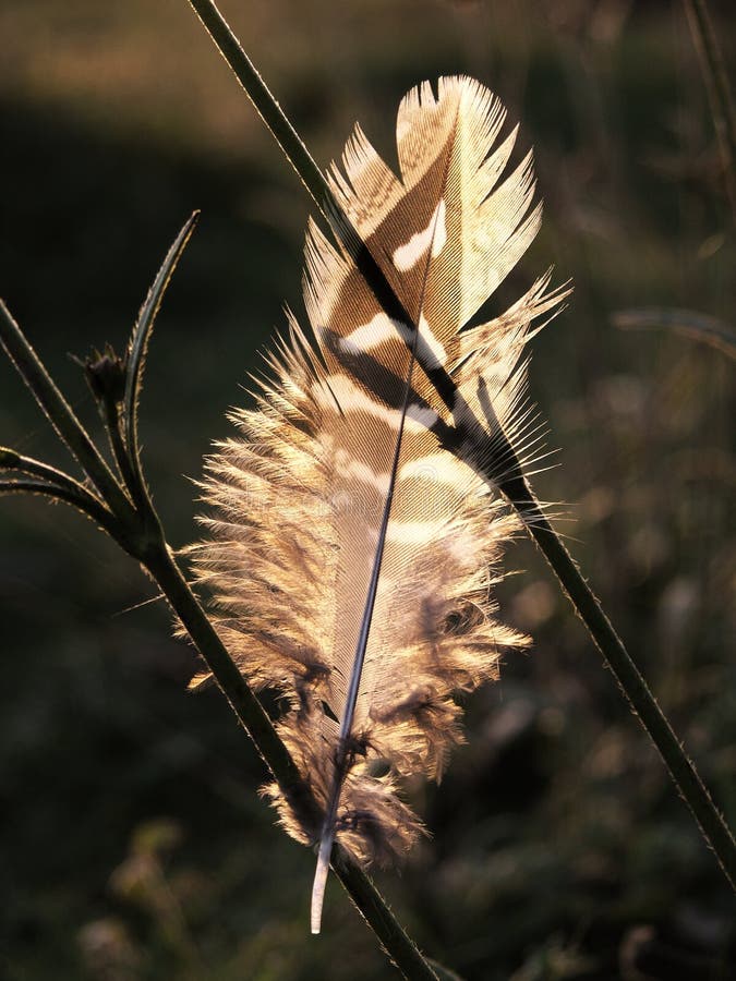 Back Lit Bird Feather Light Stock Image - Image of sunlight, backlight ...