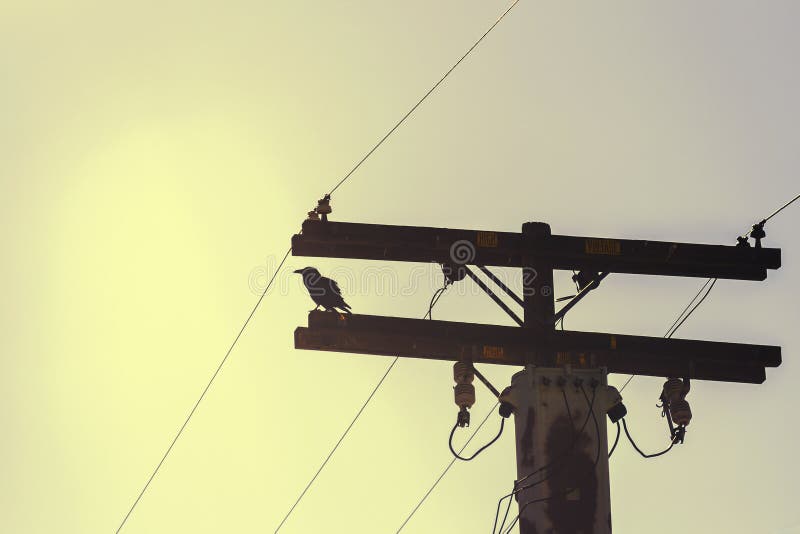 Crow on a High Voltage Electricity Pylon Stock Image - Image of pylon ...
