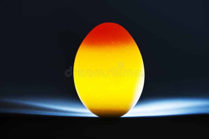 Chicken Embryo Development Study , Quality Control Inspecting Contorl ...