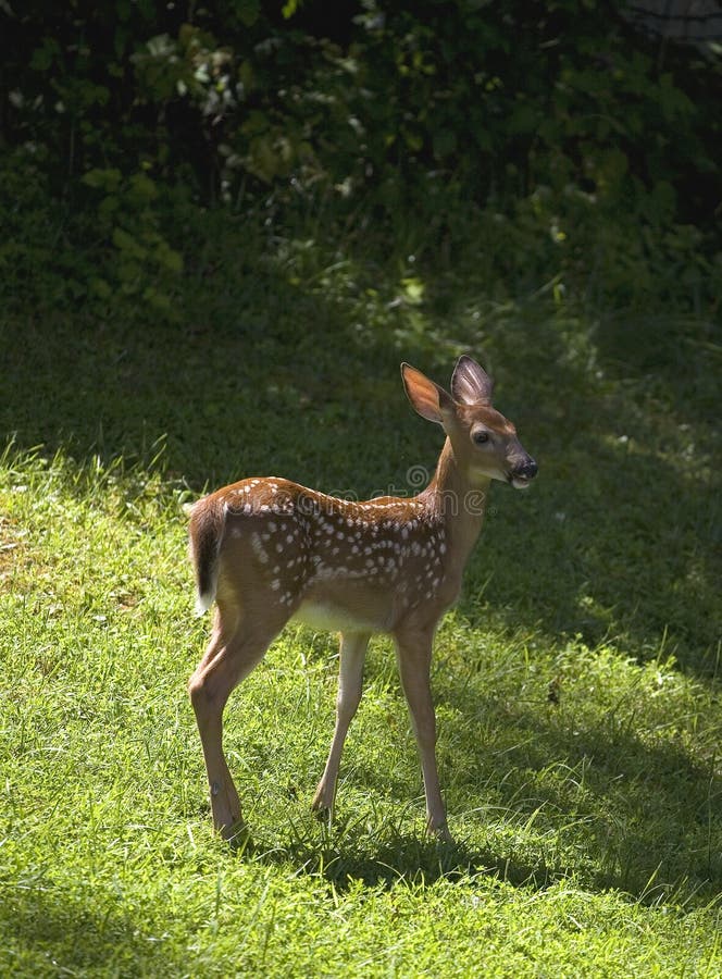 Back lit fawn stock image. Image of deer, whitetail, mammal - 10433611