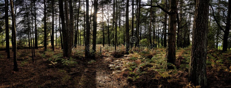 Back Lit Forest stock photo. Image of colour, summer - 202543466