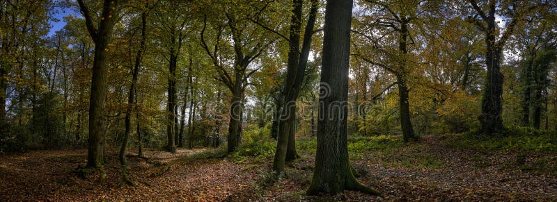 Back Lit Forest stock image. Image of forest, vibrant - 202544159