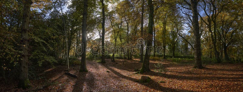 Back Lit Forest stock image. Image of trees, woodland - 202544233