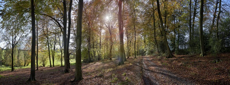 Back Lit Forest stock photo. Image of landscape, leaves - 202545252