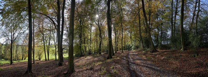 Back Lit Forest stock image. Image of bridalway, tranquil - 202545263