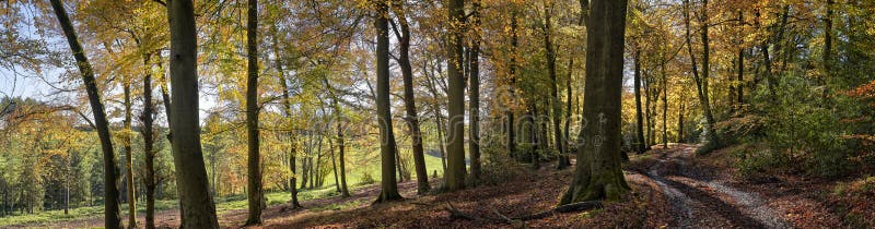 Back Lit Forest stock photo. Image of color, colour - 202545046