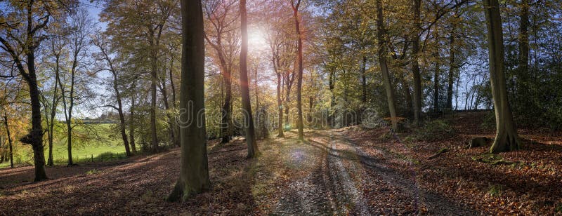 Back Lit Forest stock image. Image of environment, rural - 202545345