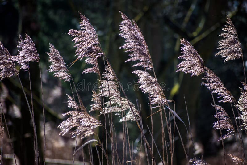 Back Lit Grasses in Early Spring Stock Image - Image of rural ...