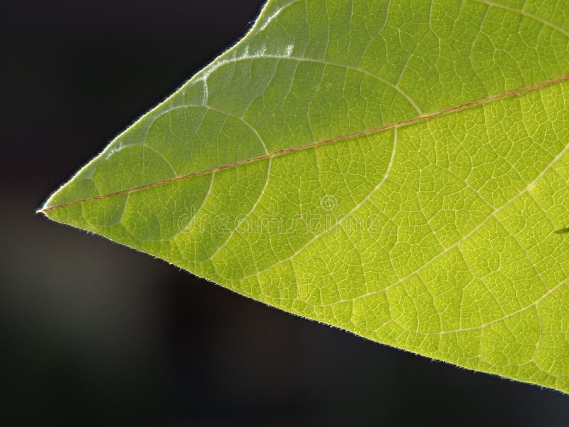 Back-lit Green Leaf Showing Its Structure Stock Image - Image of ...
