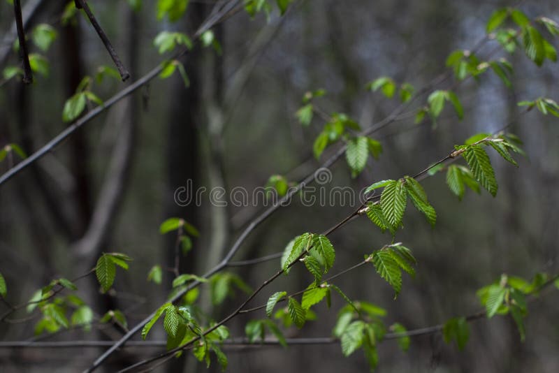 Backlit Green leaves stock image. Image of plant, botany - 256108969