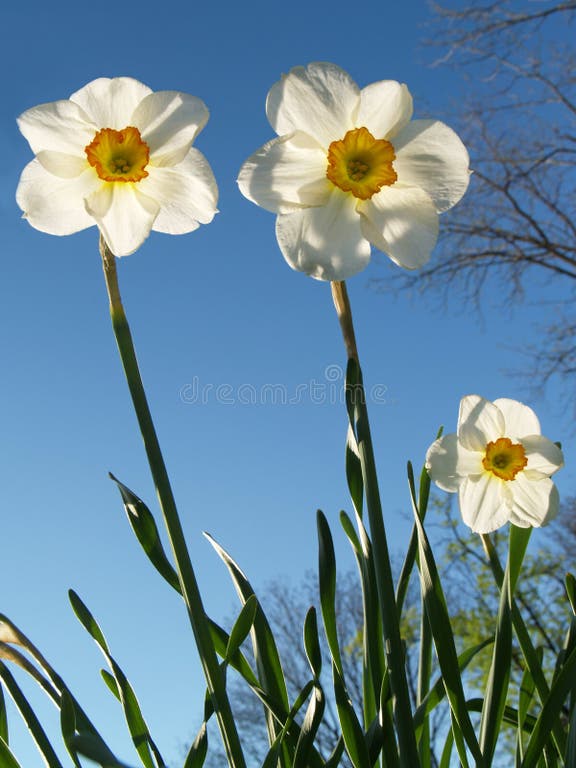 Back-lit Jonquils from Below, Spring Stock Photo - Image of blossoms ...