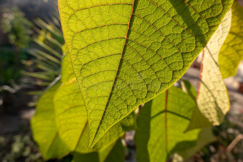 Back lit leaf stock image. Image of back, botany, leaves - 171816169