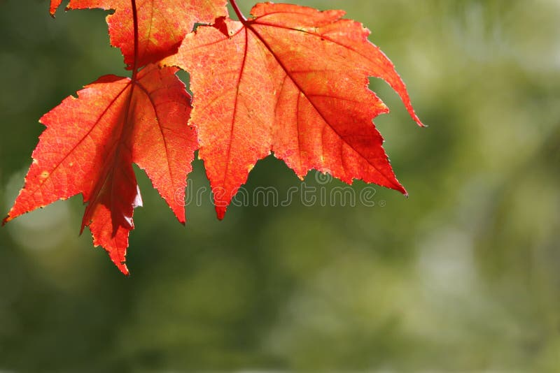 Back Lit Maple Leaf stock image. Image of cheerful, nature - 3390879