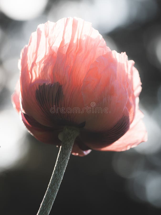 Back lit pink poppy flower stock image. Image of plant - 377902167