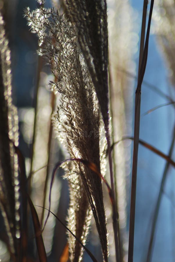 Tuft of Sweetgrass Against the Light Stock Image - Image of nature ...