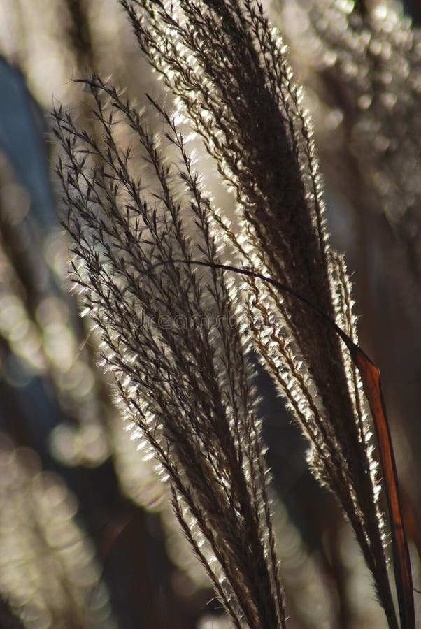 Tuft of Sweetgrass Against the Light Stock Image - Image of sweet ...