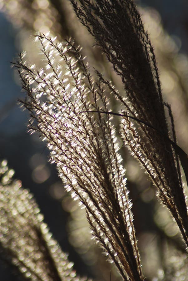 Tuft of Sweetgrass Against the Light Stock Image - Image of plant ...