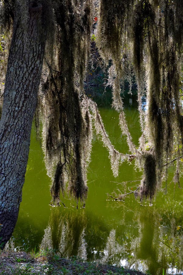 Back-lit Spainish Moss Hanging in the Swampy Bayou-1 Stock Image ...