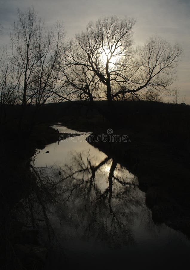 Back lit tree stock photo. Image of united, forest, national - 21536156