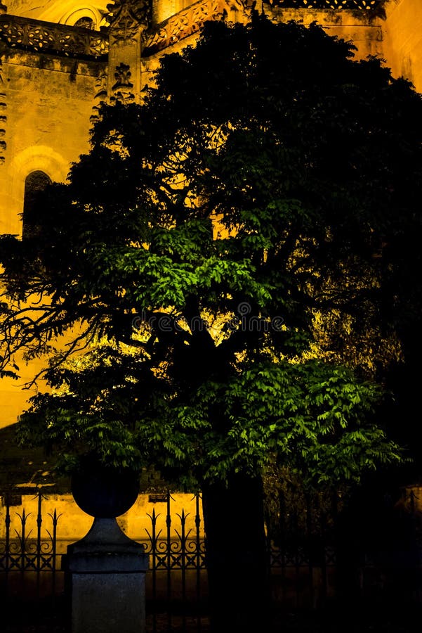Back Lit Tree at Night in Front of the Segovia Cathedral Editorial ...