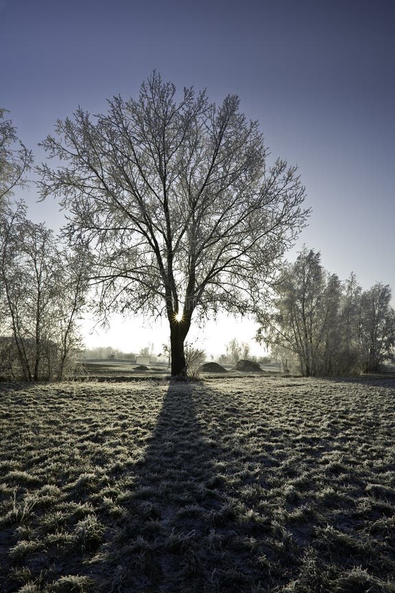 Back lit tree in snow stock photo. Image of landscape - 3988522