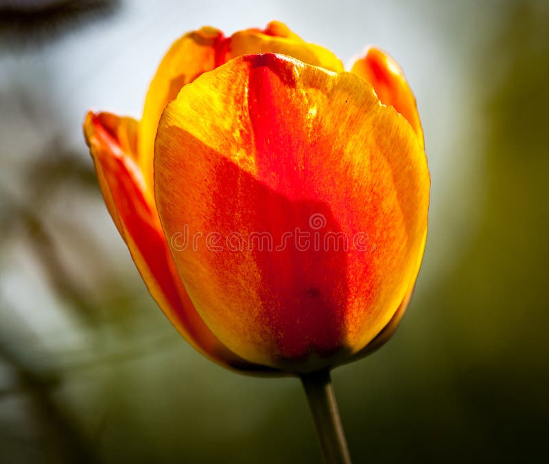 Back lit tulip stock image. Image of tulip, fire, environment - 70979197