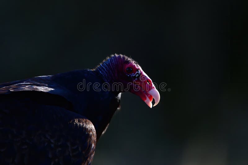 Turkey Vulture with Snake Skeleton Stock Image - Image of turkey, beak ...