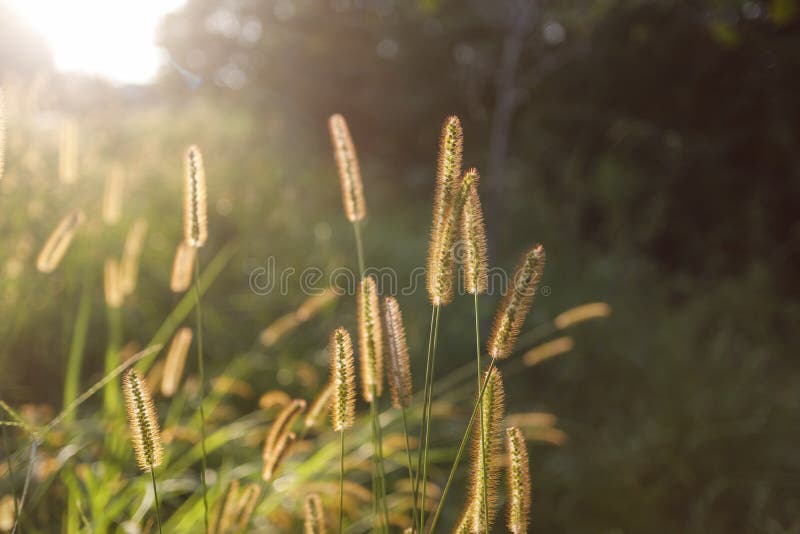 Back-lit Wheat Grass with Sunrays and Yellow Light Stock Image - Image ...